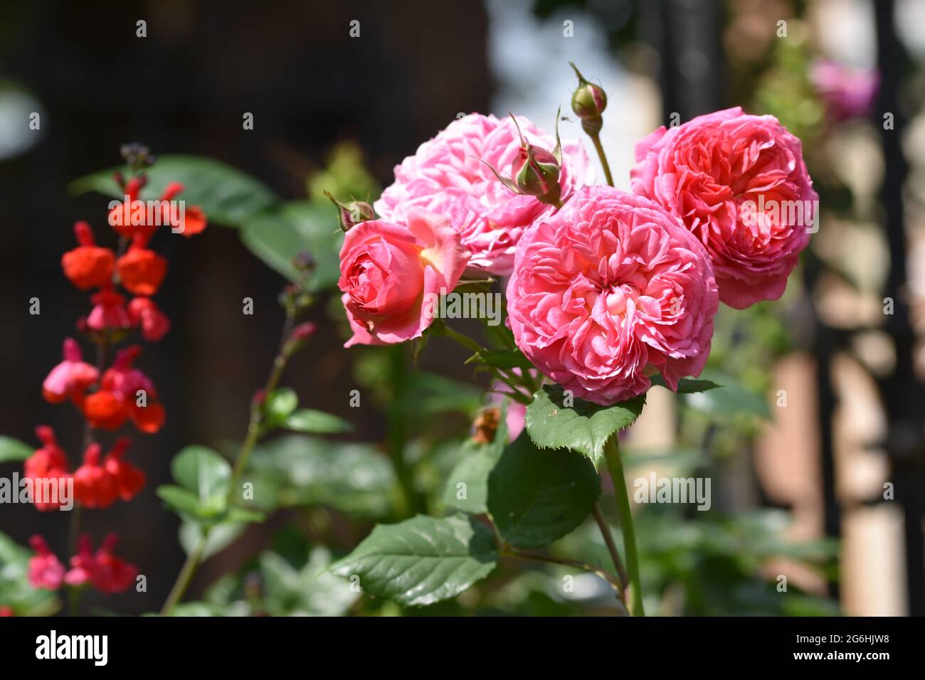 Different coloured roses hi-res stock photography and images - Alamy