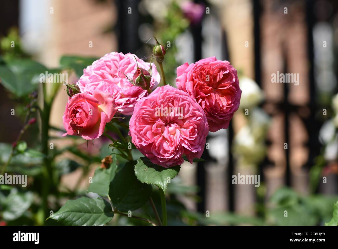 Roses in different colours hi-res stock photography and images - Alamy