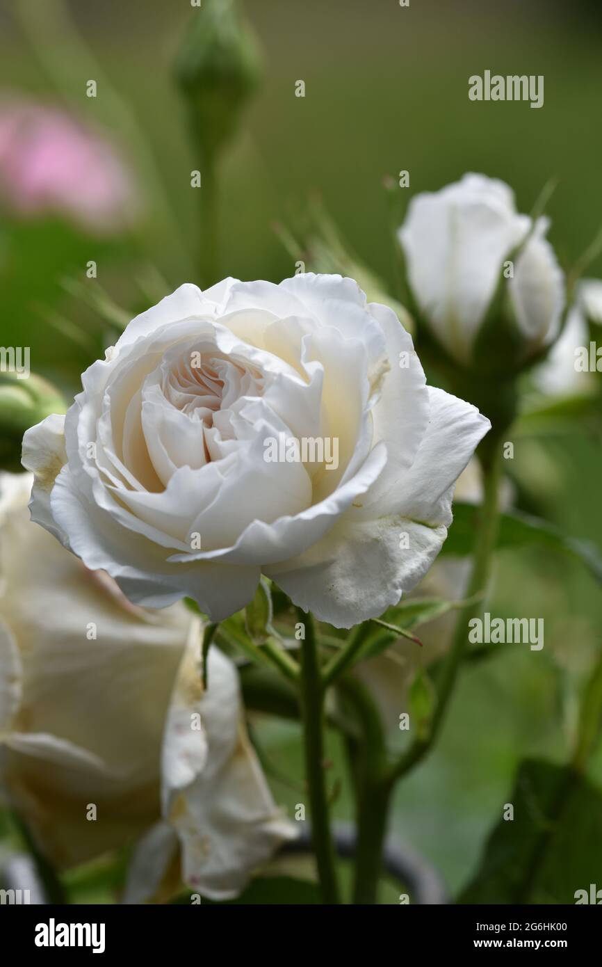 A beautiful China rose in the garden surrounded by pretty greenery also ...