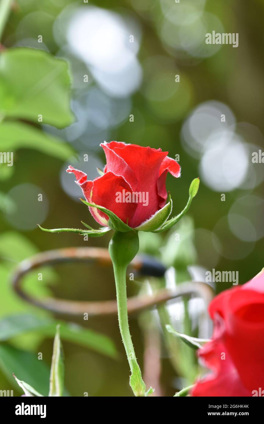 Single Roses High Resolution Stock Photography and Images - Alamy