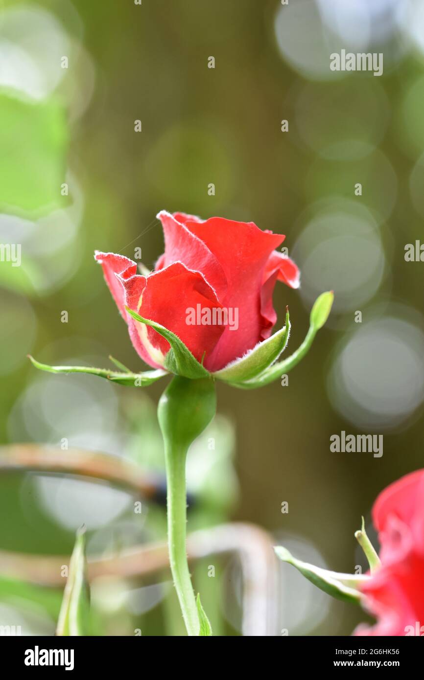 A single red garden rose growing upwards - England, UK Stock Photo - Alamy
