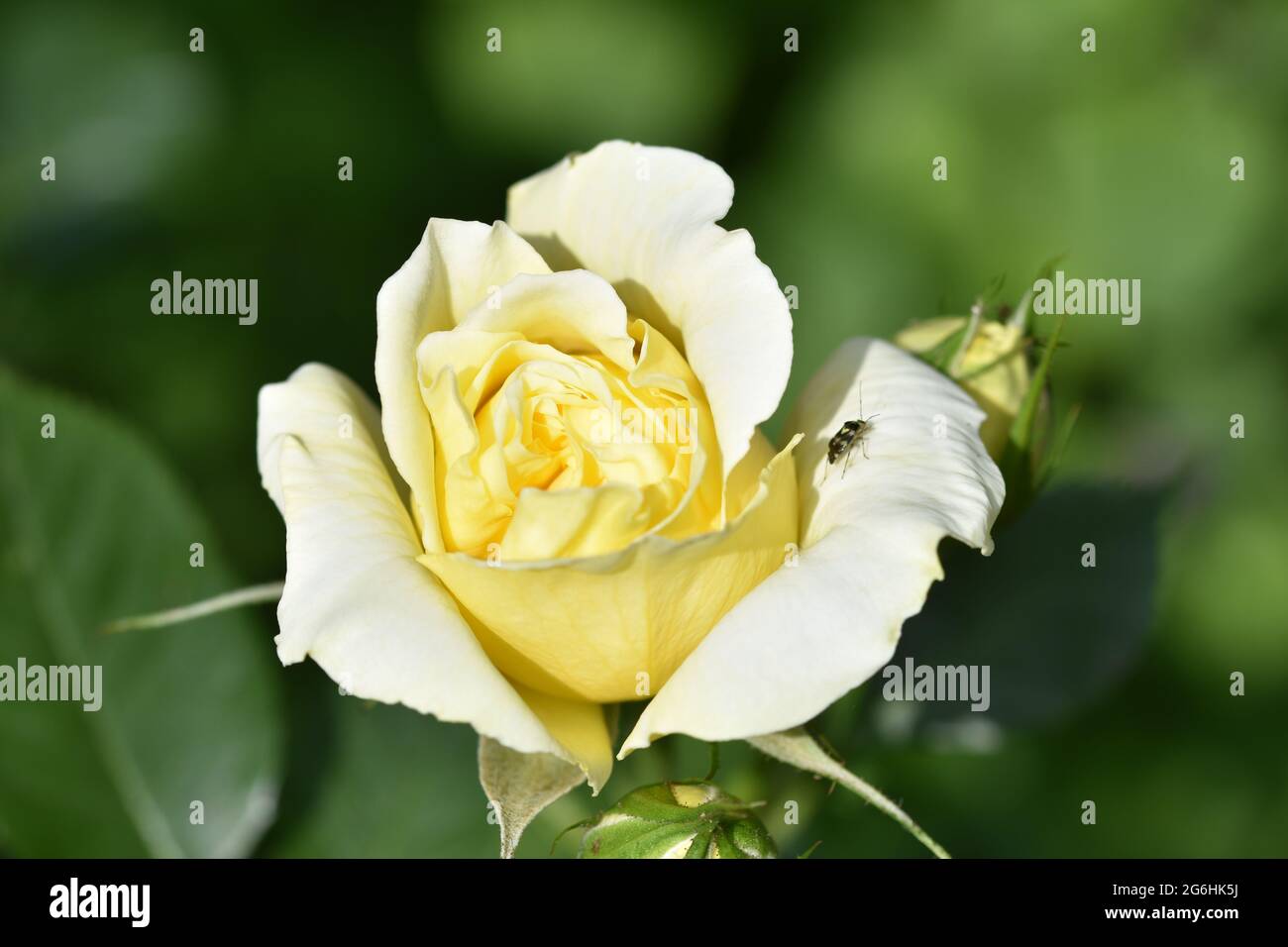 A China garden rose also known as the Bengal rose. England, UK Stock ...