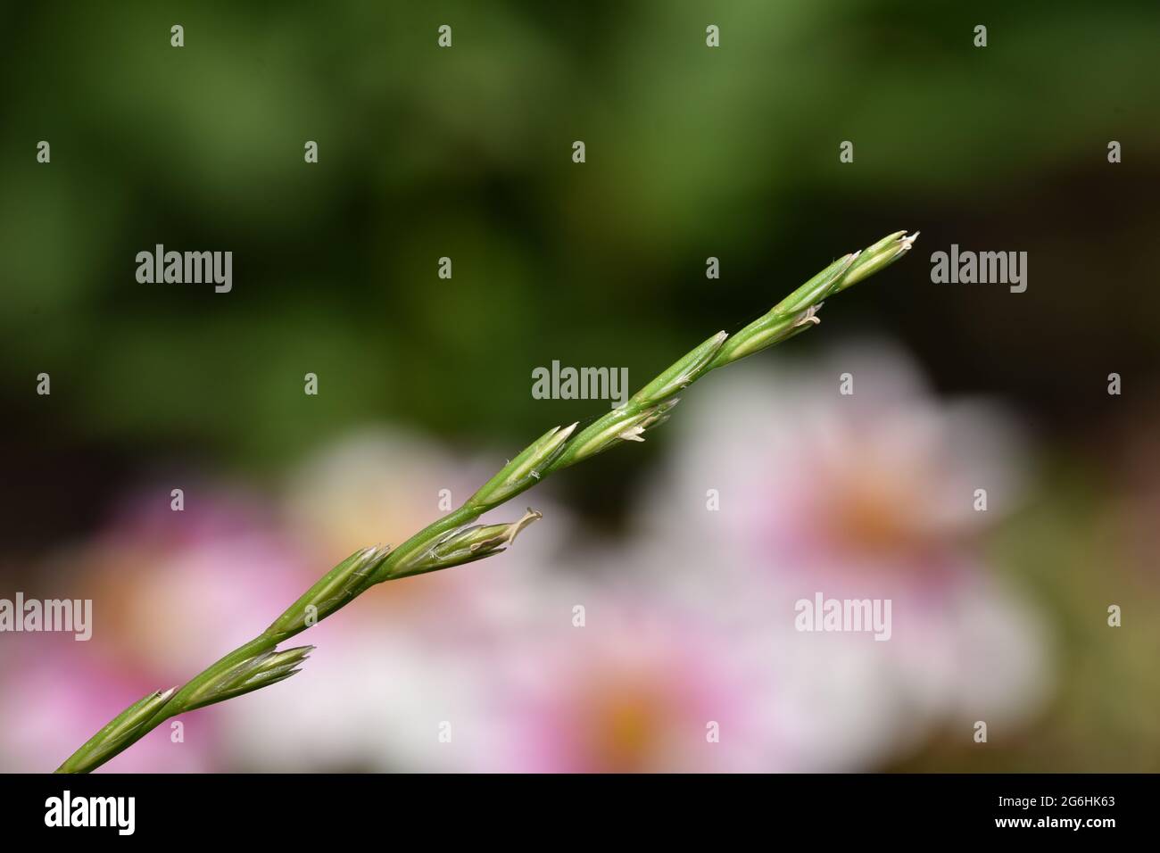 Colours schemes hi-res stock photography and images - Alamy