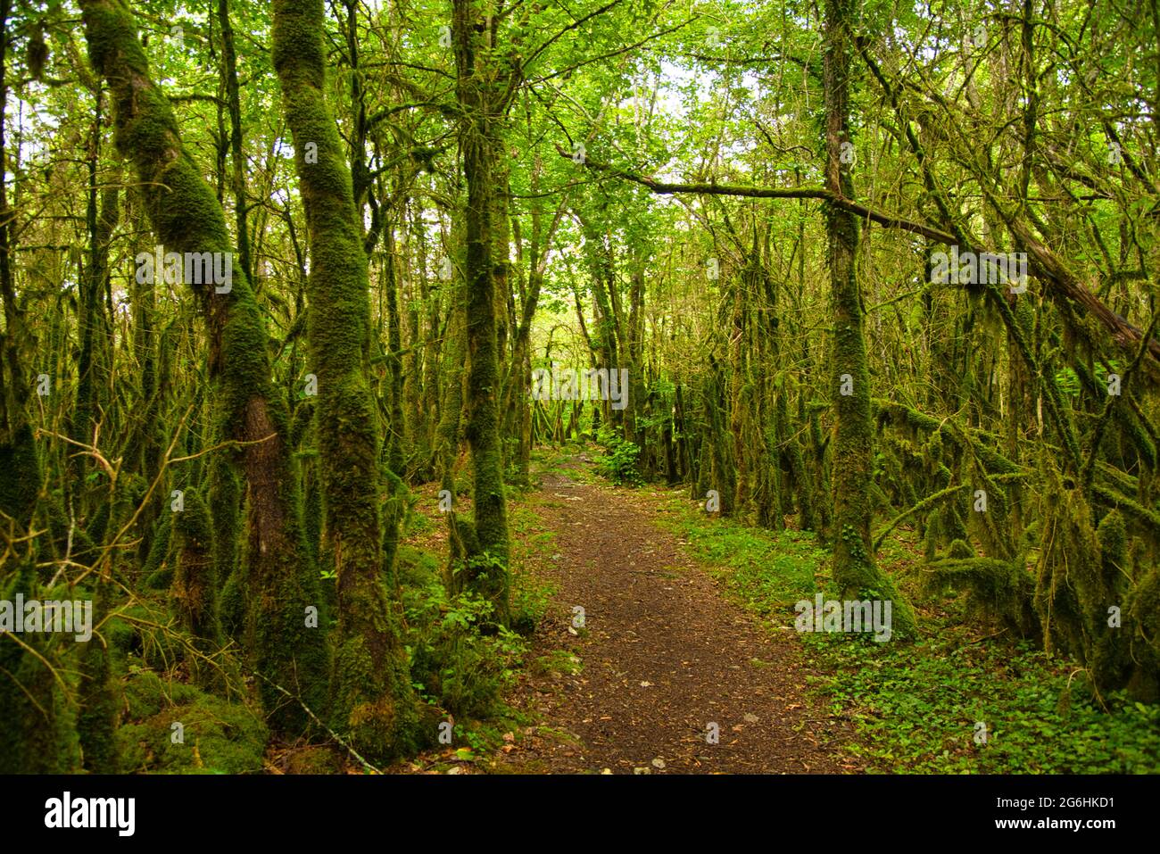 mystical forest in the french jura area Stock Photo - Alamy