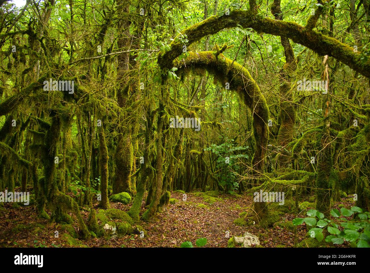mystical forest in the french jura area Stock Photo - Alamy