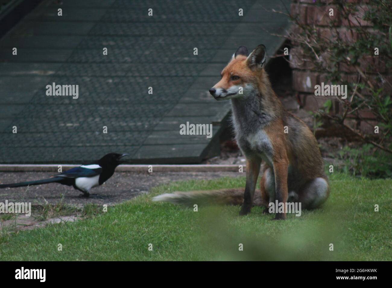 Fox sitting in a garden with a magpie Stock Photo - Alamy