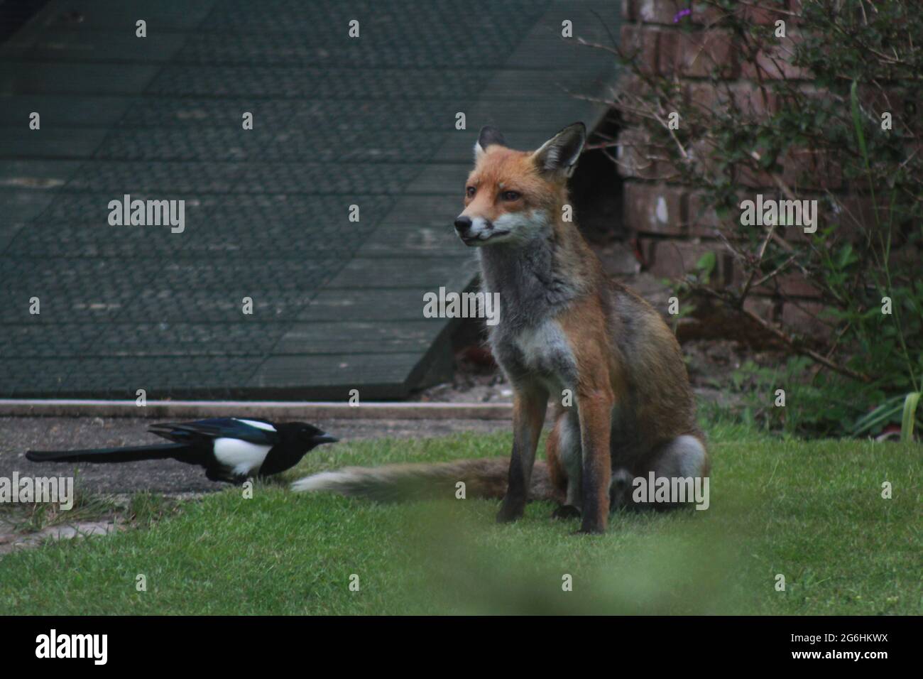 Fox sitting in a garden with a magpie Stock Photo - Alamy