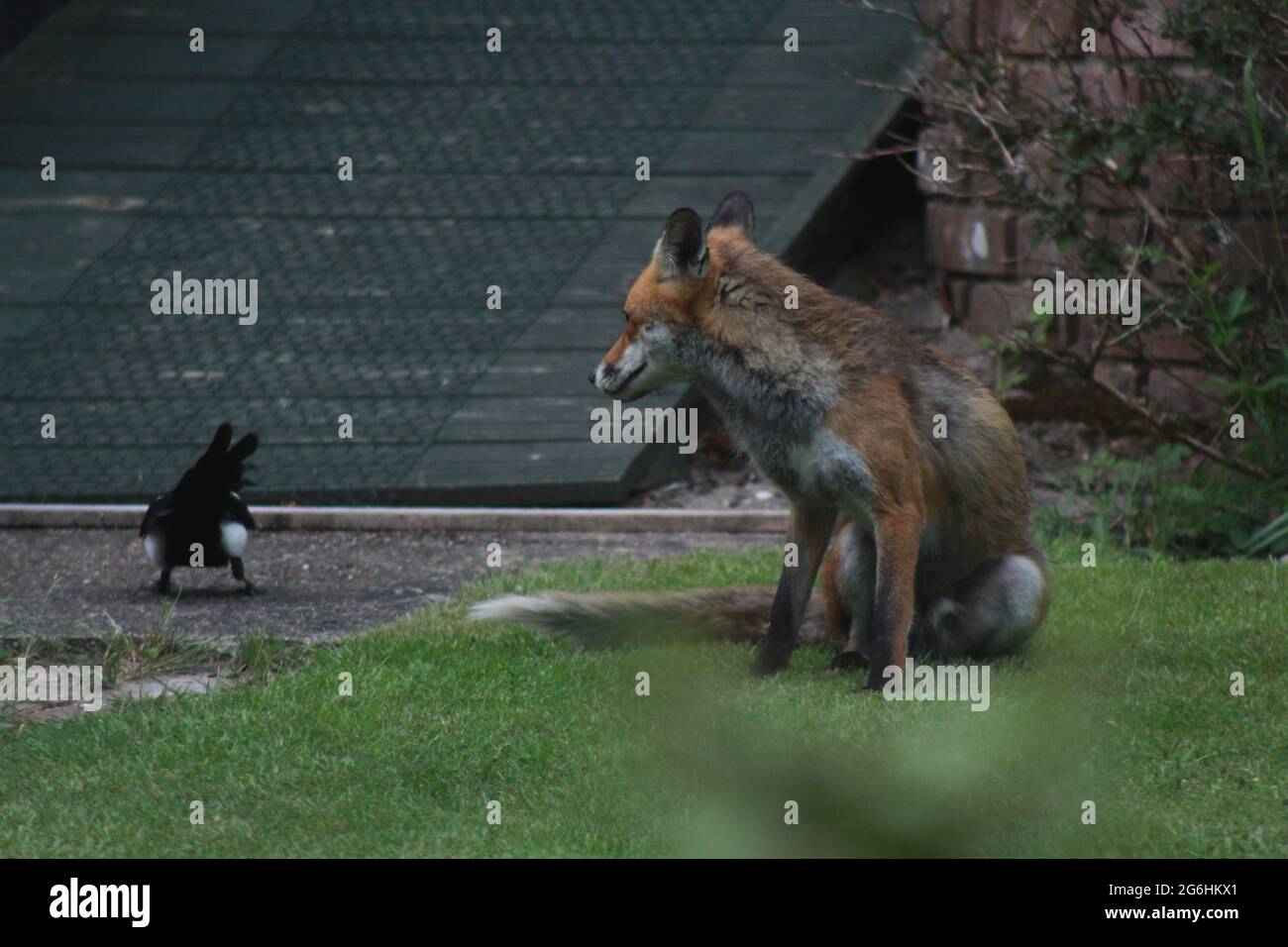 Fox sitting in a garden with a magpie Stock Photo - Alamy