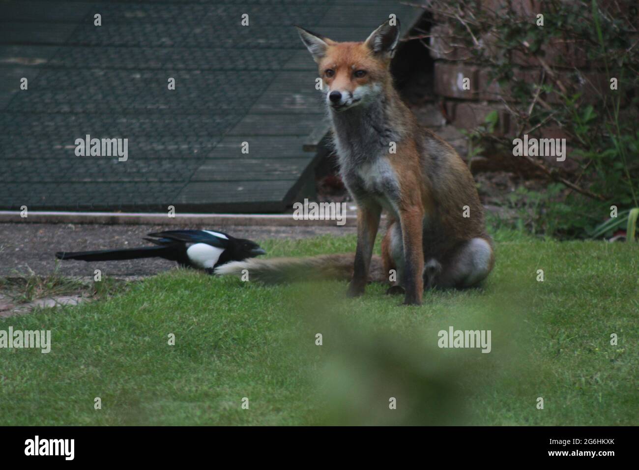 Fox sitting in a garden with a magpie Stock Photo - Alamy