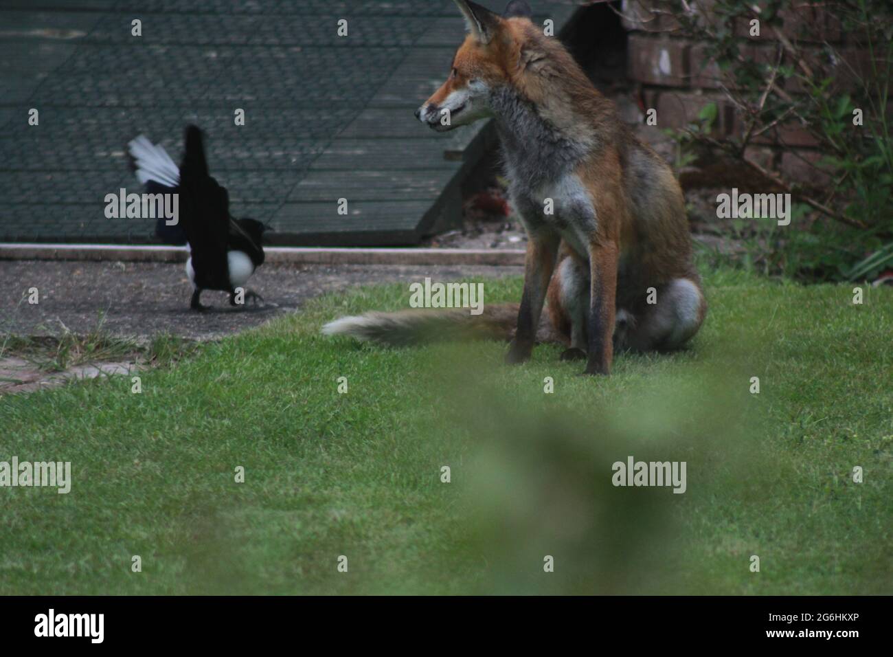 Magpie and fox hi-res stock photography and images - Alamy