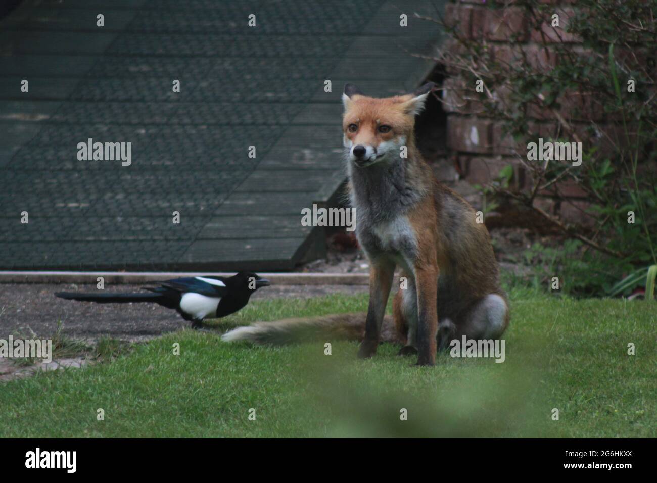 Fox sitting in a garden with a magpie Stock Photo - Alamy