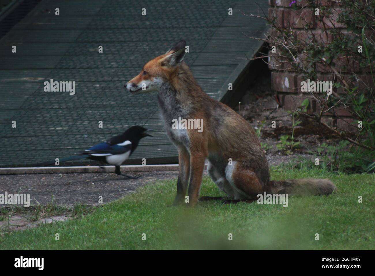 Fox sitting in a garden with a magpie Stock Photo - Alamy