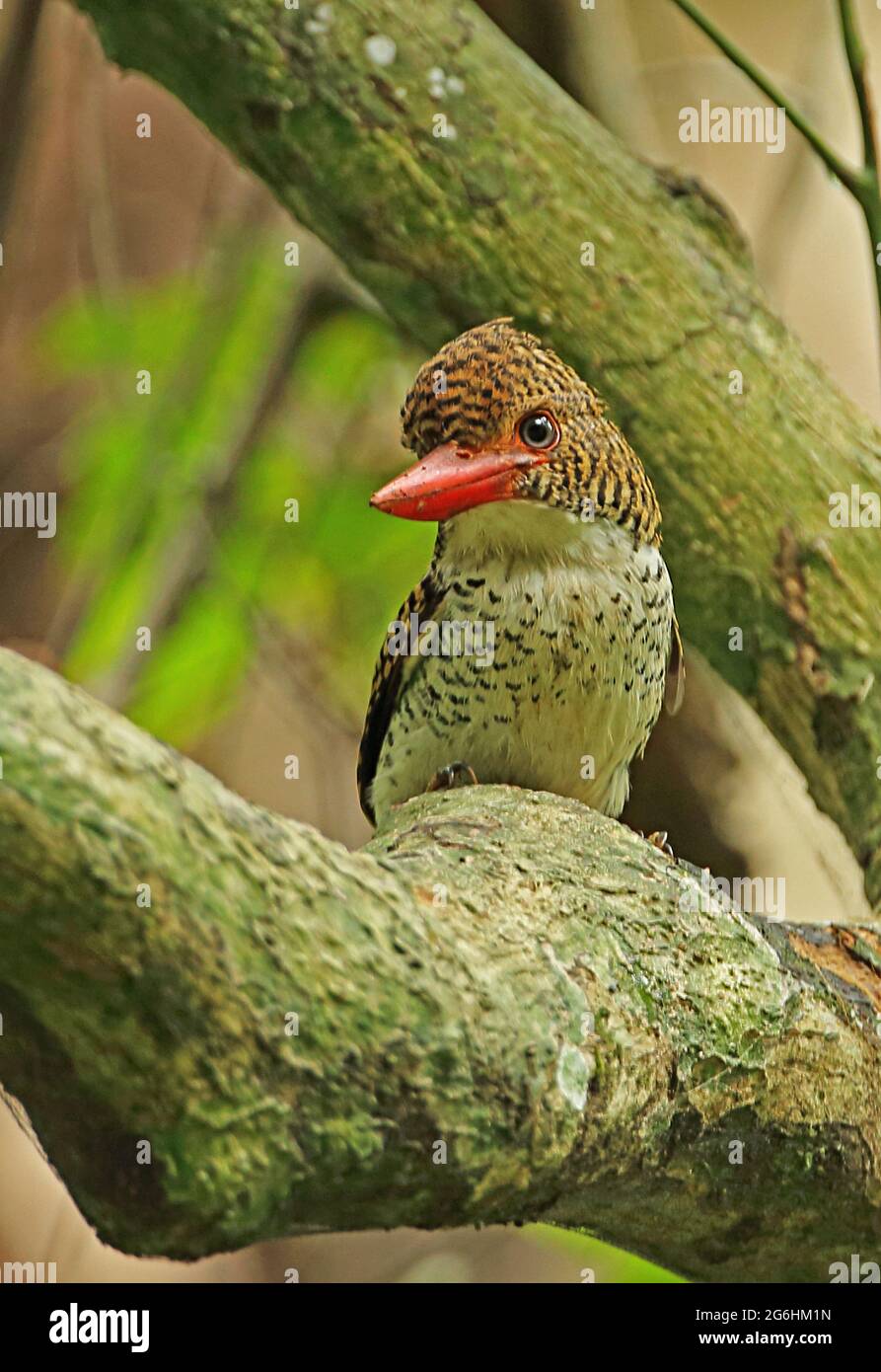 Banded Kingfisher (Lacedo pulchella amabilis) adult female perched on ...