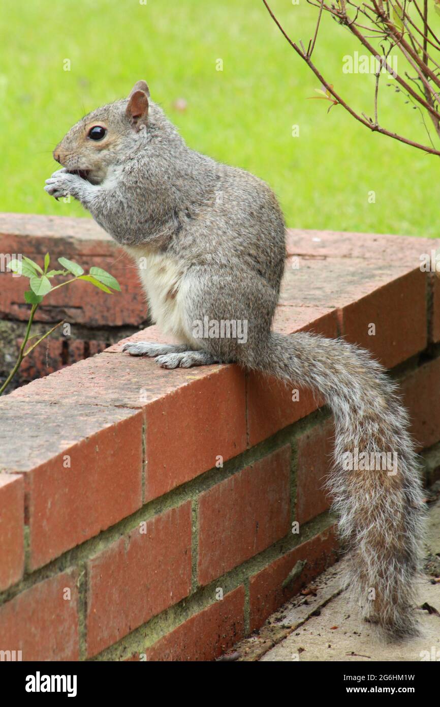 Squirrel on a garden wall hi-res stock photography and images - Alamy
