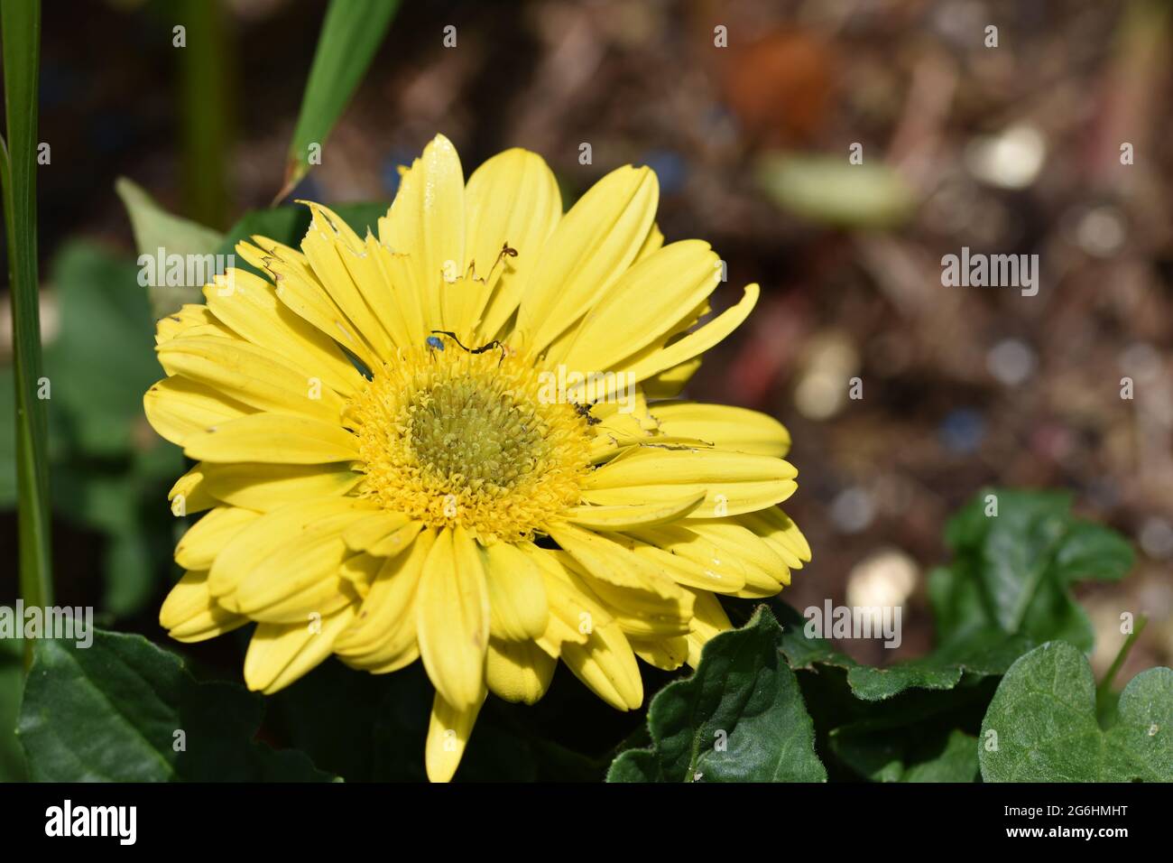 A beautiful yellow garden flowers surrounded by greenery and plants ...
