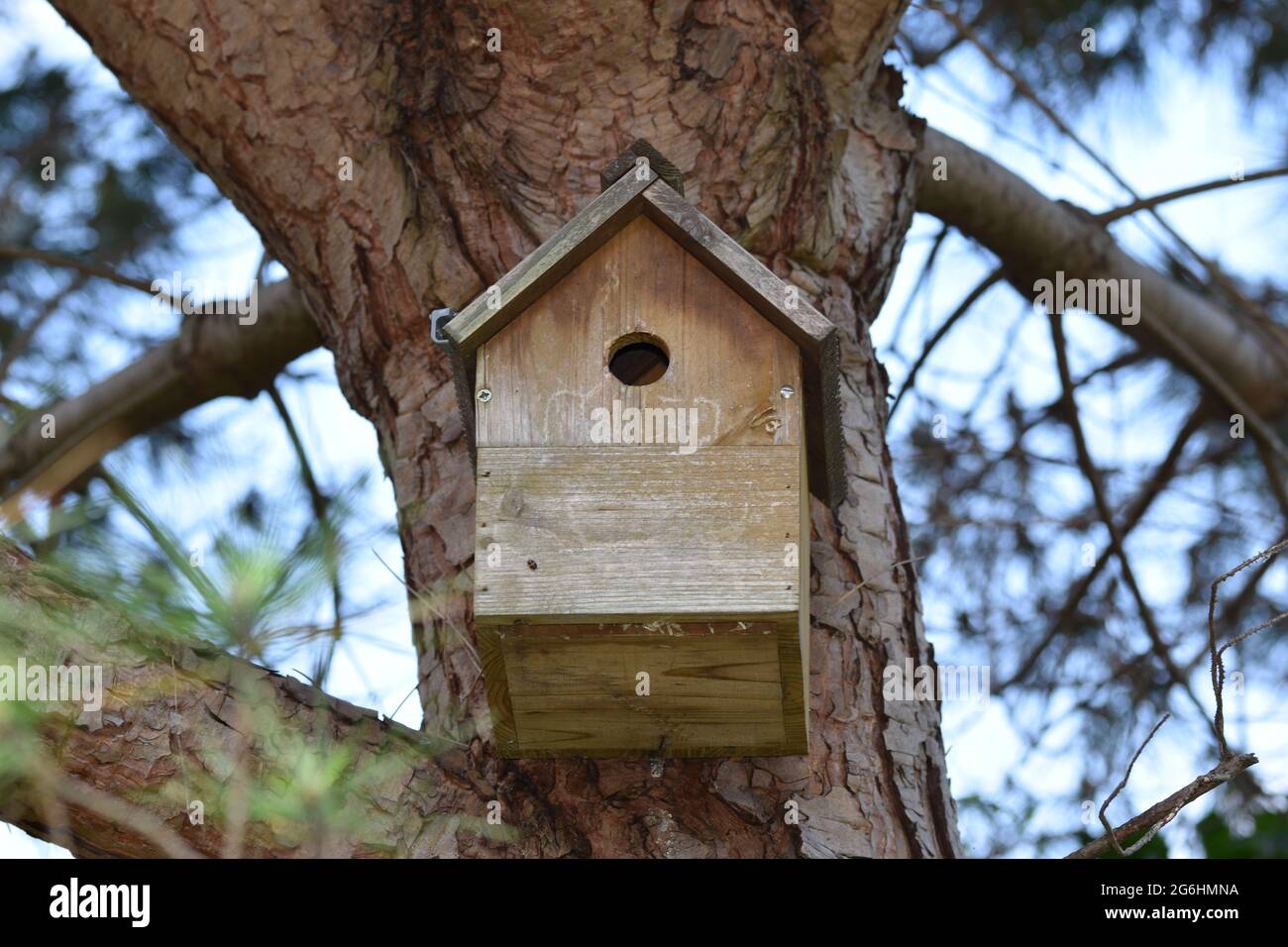 A bird box in a tree - England, UK Stock Photo - Alamy
