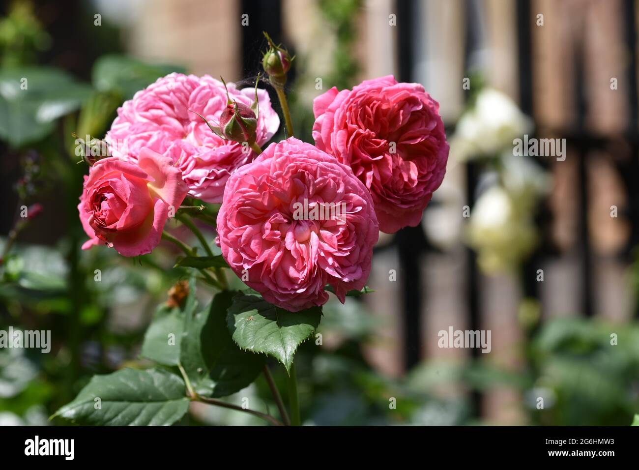 Pretty roses hi-res stock photography and images - Alamy