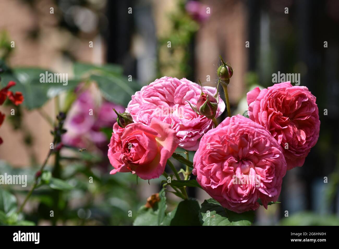 Roses Bunched High Resolution Stock Photography and Images - Alamy