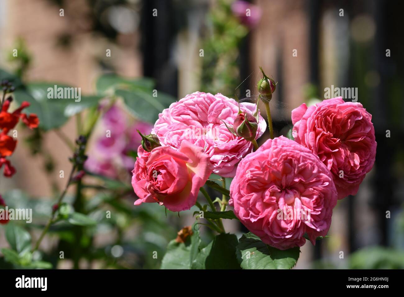 A bunch of beautiful pink pretty garden roses surrounded by greenery ...