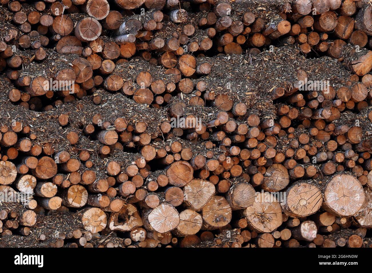Pile or stack of natural fire wood logs texture background. Abstract ...
