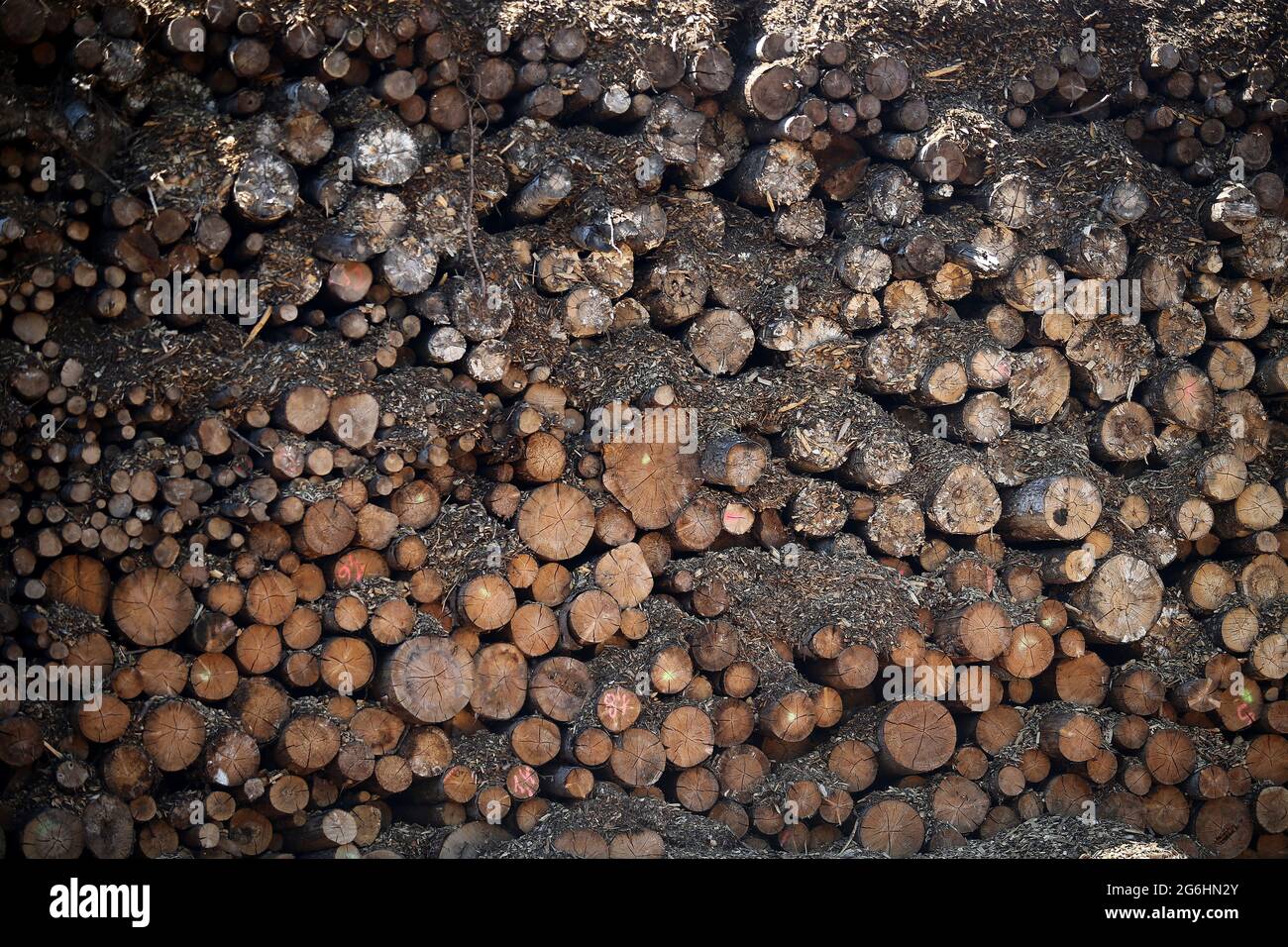 Pile or stack of natural fire wood logs texture background. Abstract ...
