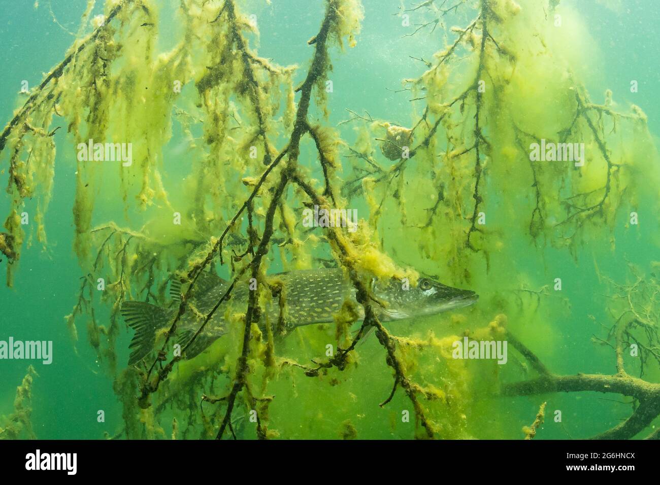 Northern Pike in a lake in Germany Stock Photo - Alamy