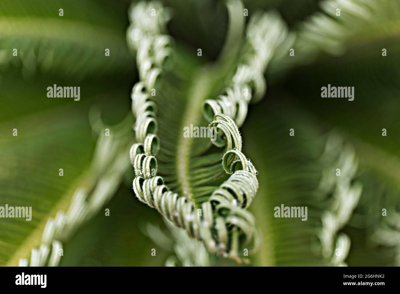 Curly fern hi-res stock photography and images - Alamy