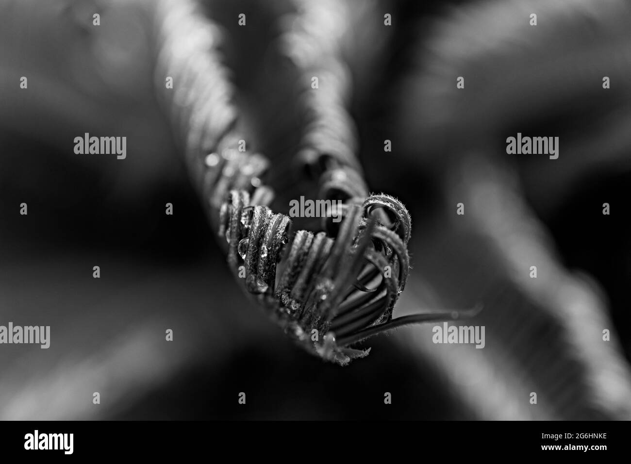 curly fern IV, france Stock Photo - Alamy
