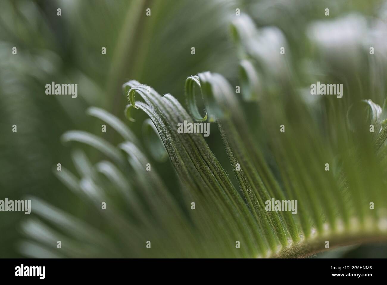 Curly fern hi-res stock photography and images - Alamy
