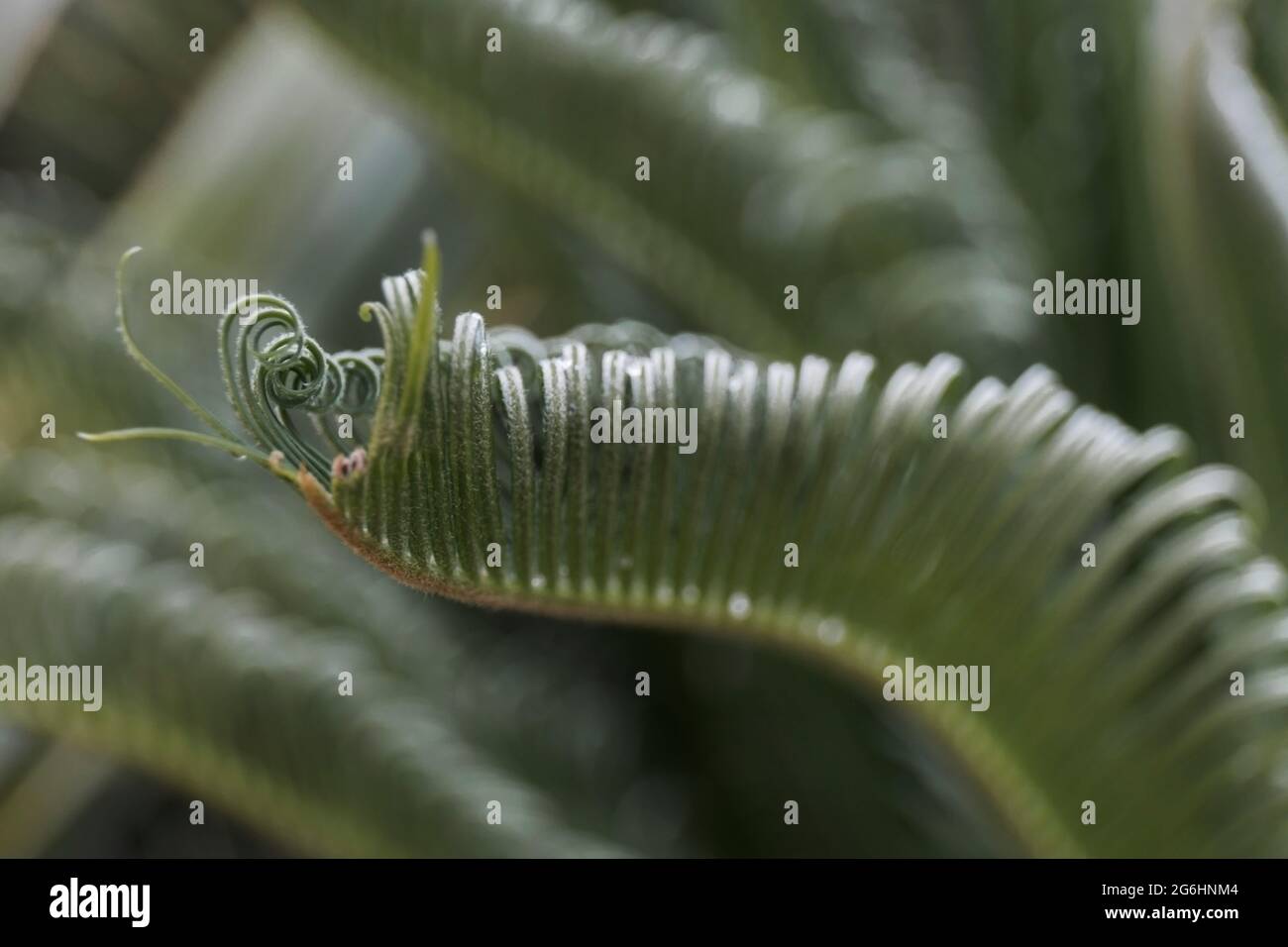 Curly fern hi-res stock photography and images - Alamy