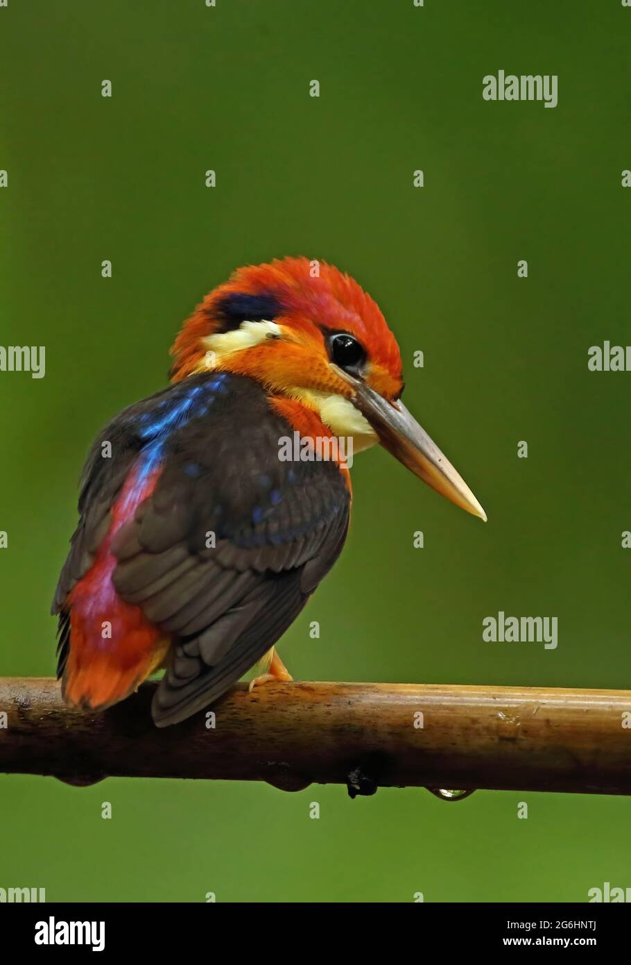 Black-backed Kingfisher (Ceyx erithaca erithaca) adult perched on ...