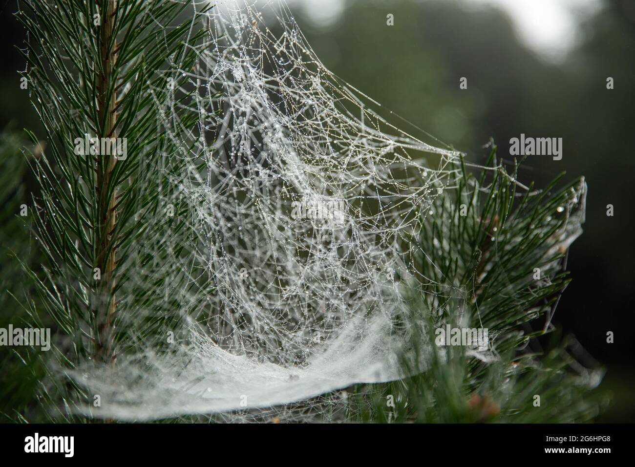Wet spider web in the pine tree Stock Photo - Alamy