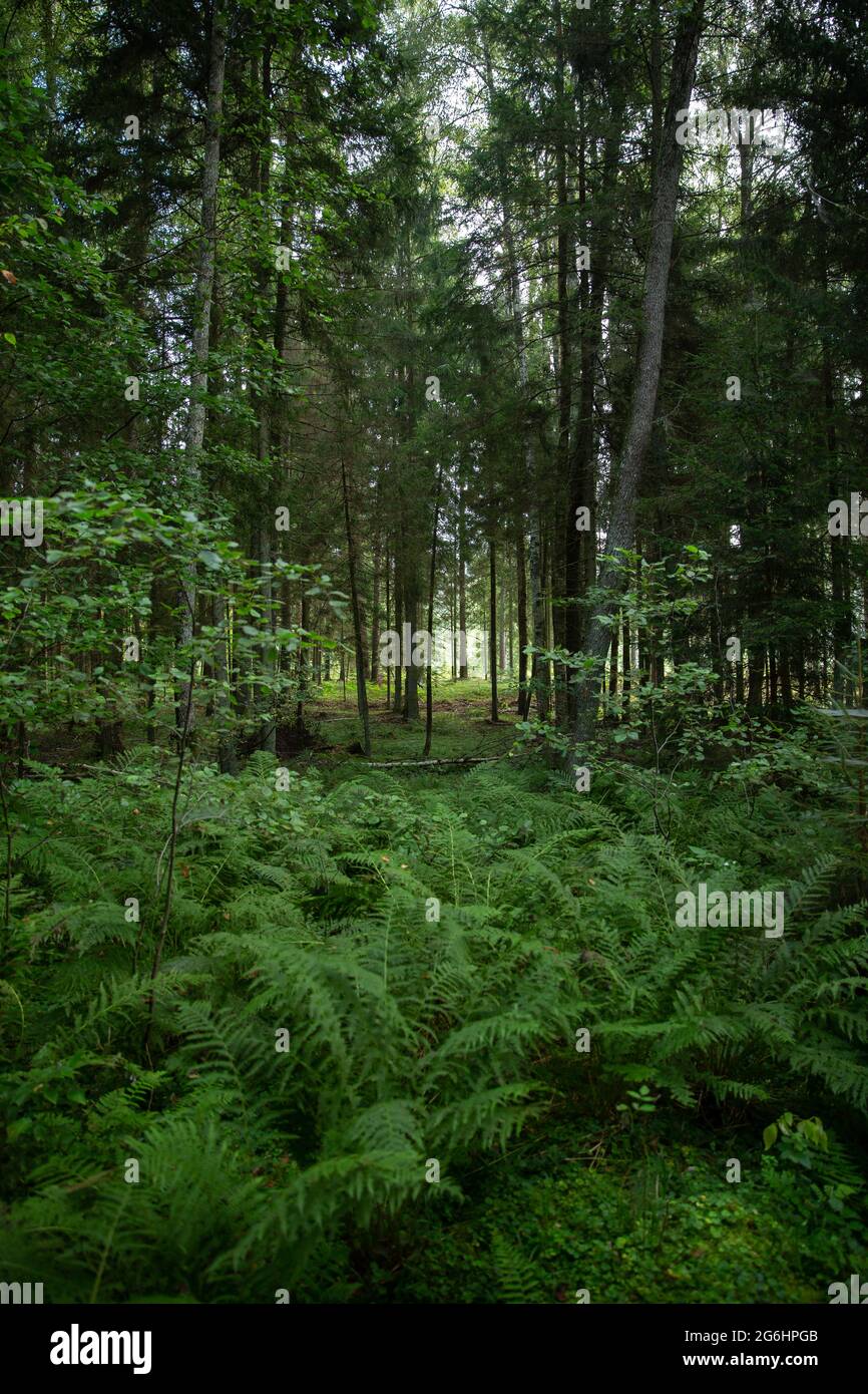Thick dense undergrowth hi-res stock photography and images - Alamy