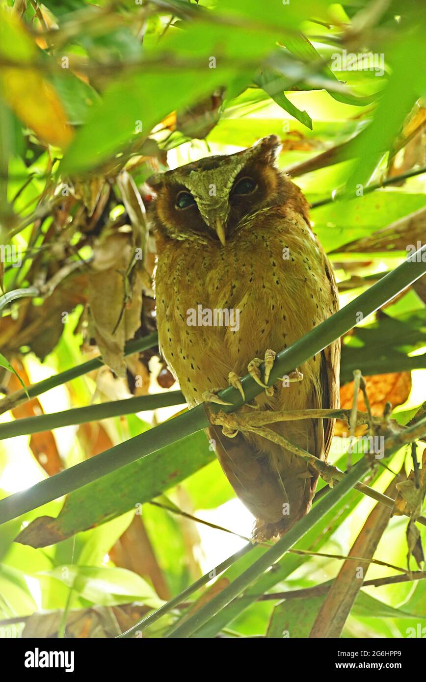 White-fronted Scops-owl (Otus sagittatus) adult roosting in bamboo ...