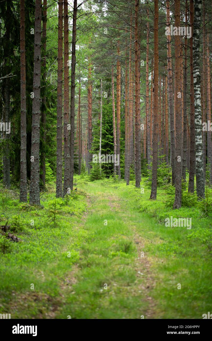 Forgotten road hi-res stock photography and images - Alamy