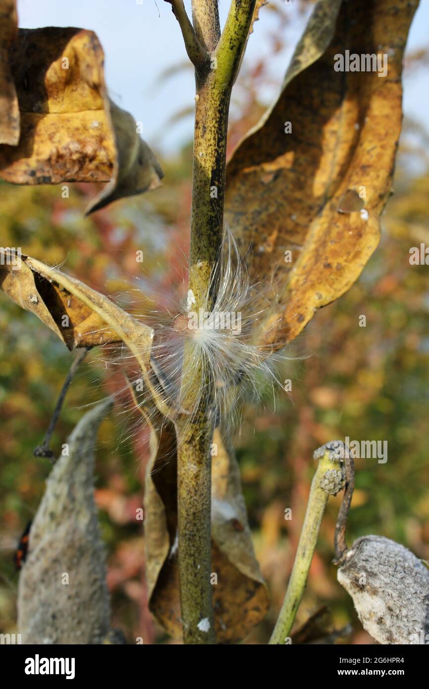 Milkweed plants growing in the bright fall sun Stock Photo - Alamy