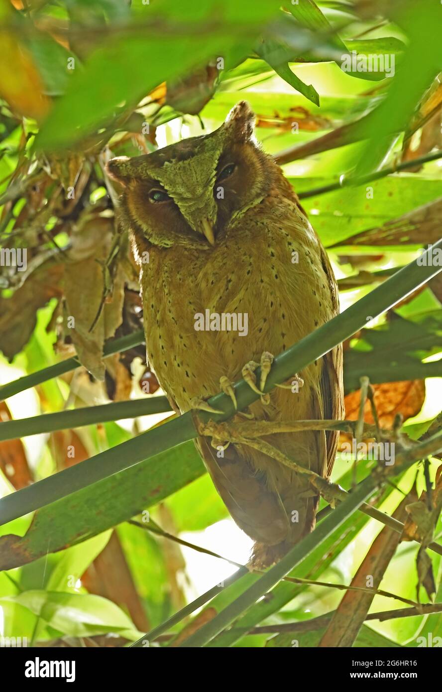 White-fronted Scops-owl (Otus sagittatus) adult roosting in bamboo ...