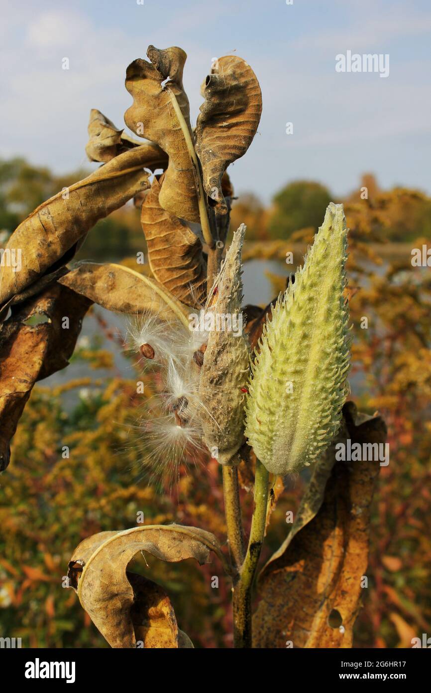 Milkweed plants growing in the bright fall sun Stock Photo - Alamy