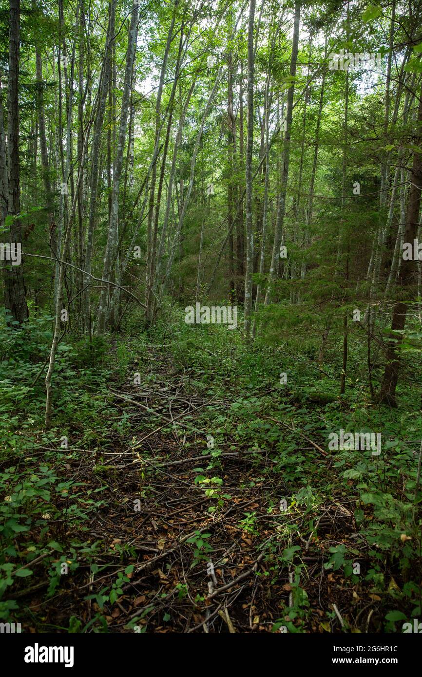 Light and dark forest hi-res stock photography and images - Alamy
