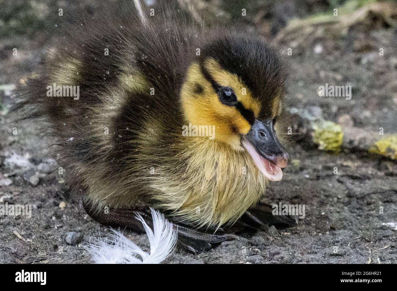 Fluffy duckling hi-res stock photography and images - Alamy