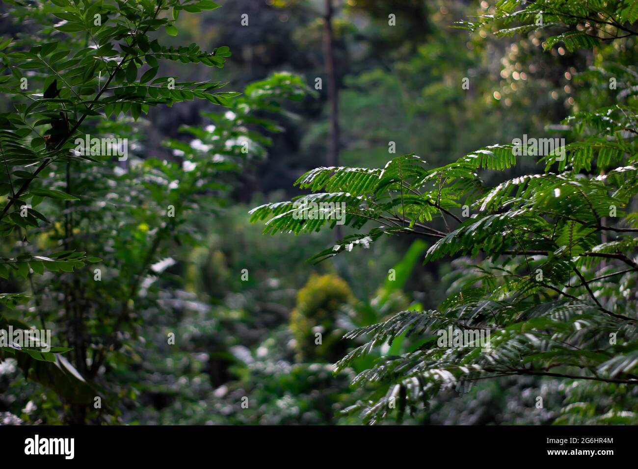 Natural green forest background hi-res stock photography and images - Alamy