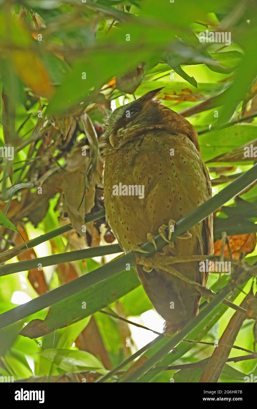 White-fronted Scops-owl (Otus sagittatus) adult roosting in bamboo ...