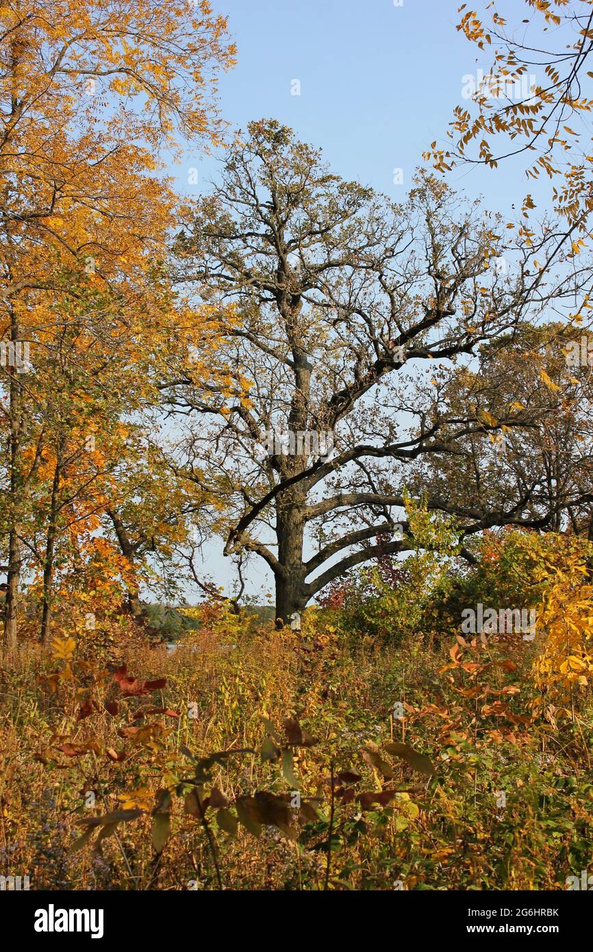 Huge gigantic tree growing in the forest on a beautiful autumn day ...