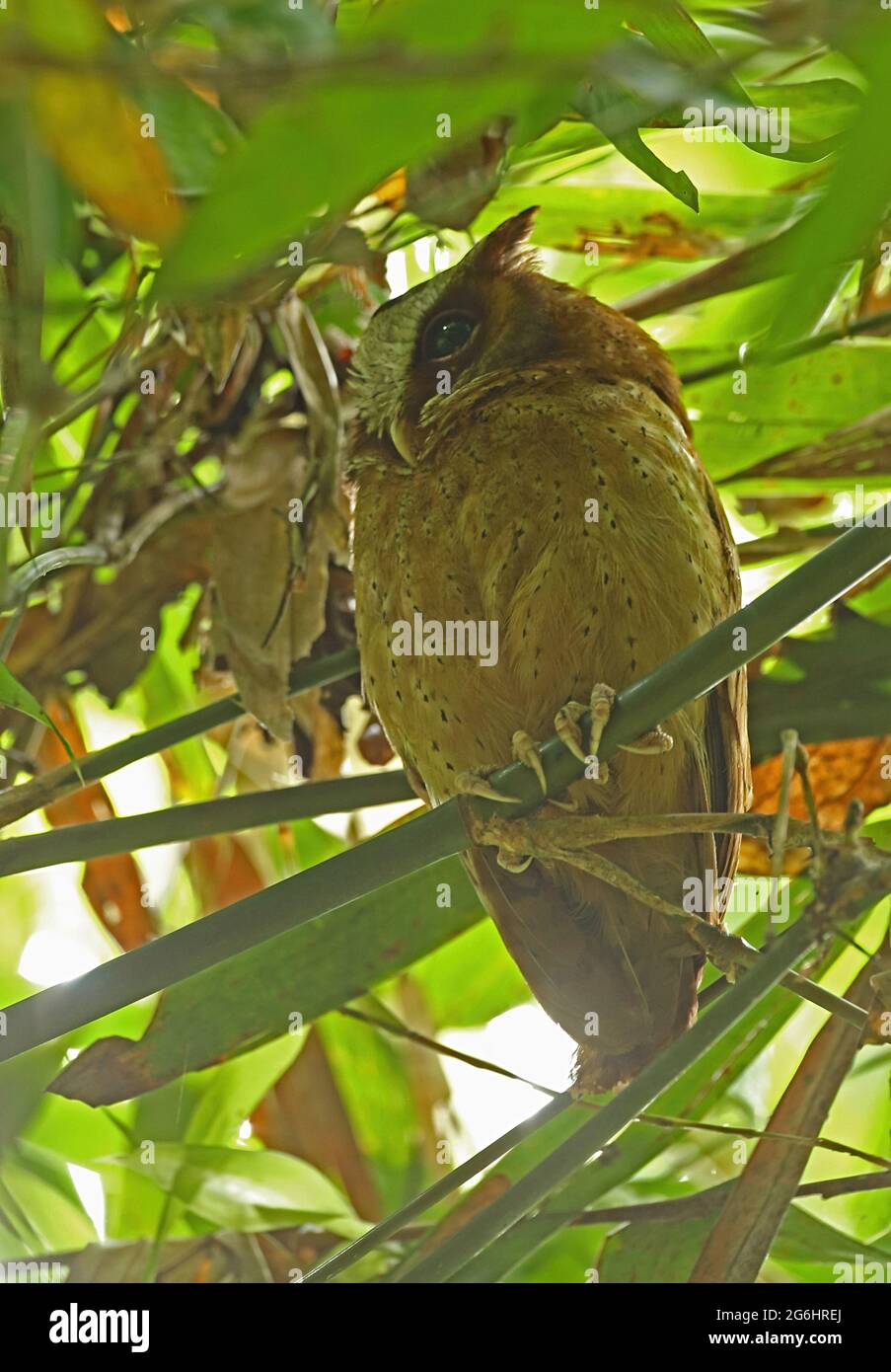 White-fronted Scops-owl (Otus sagittatus) adult roosting in bamboo ...