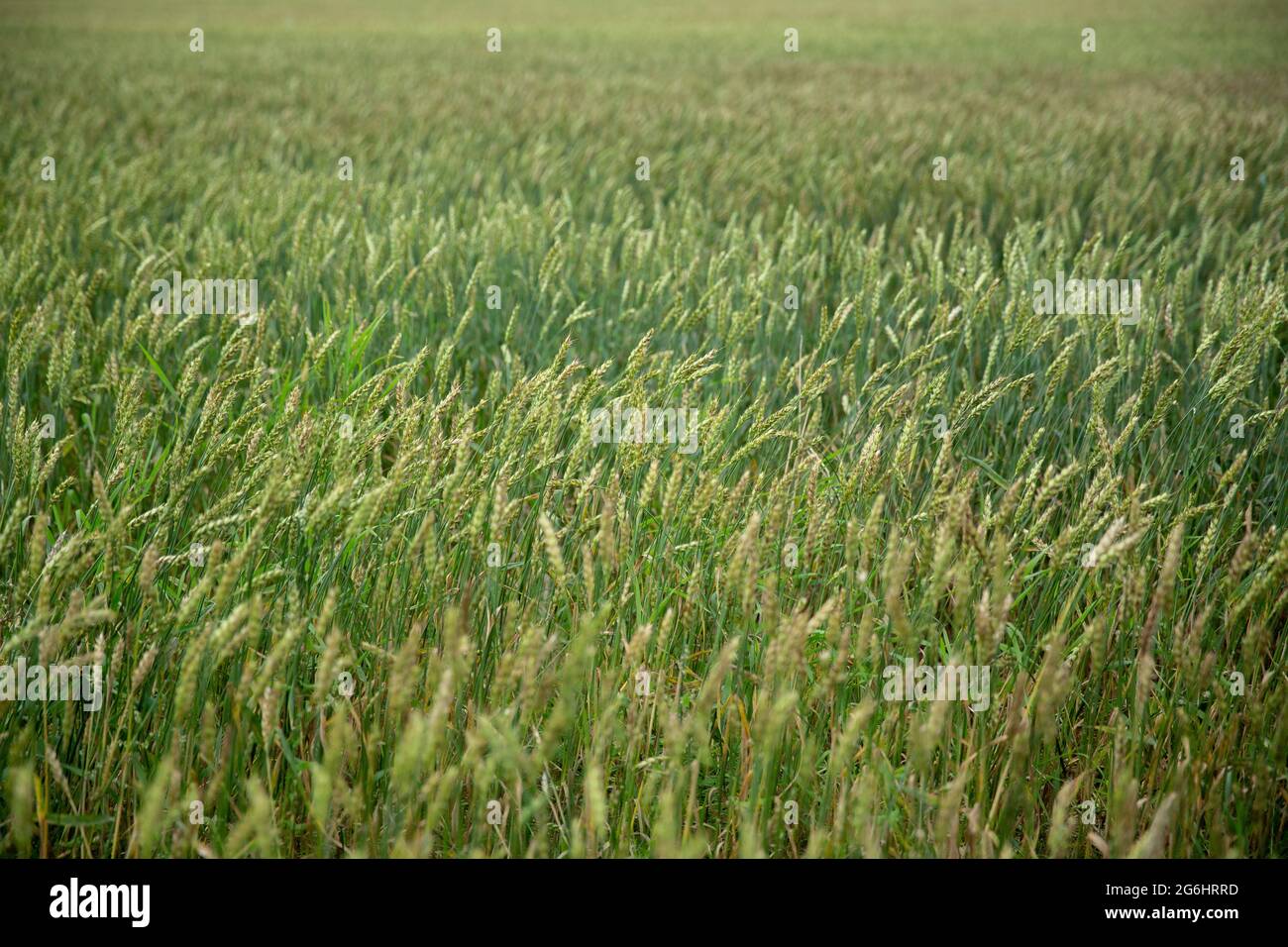 Crop of seeds hi-res stock photography and images - Alamy