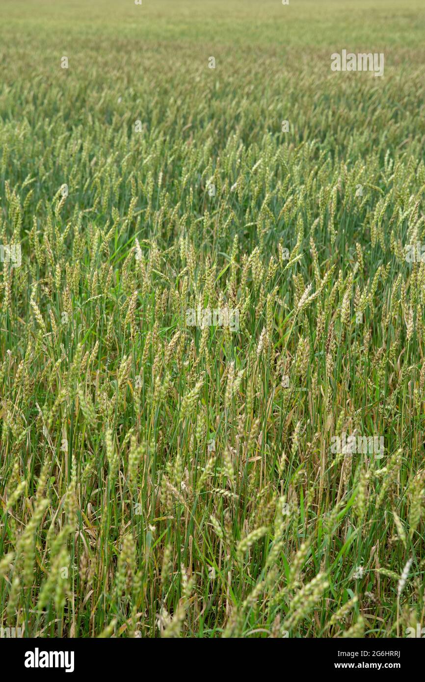 Crop of seeds hi-res stock photography and images - Alamy