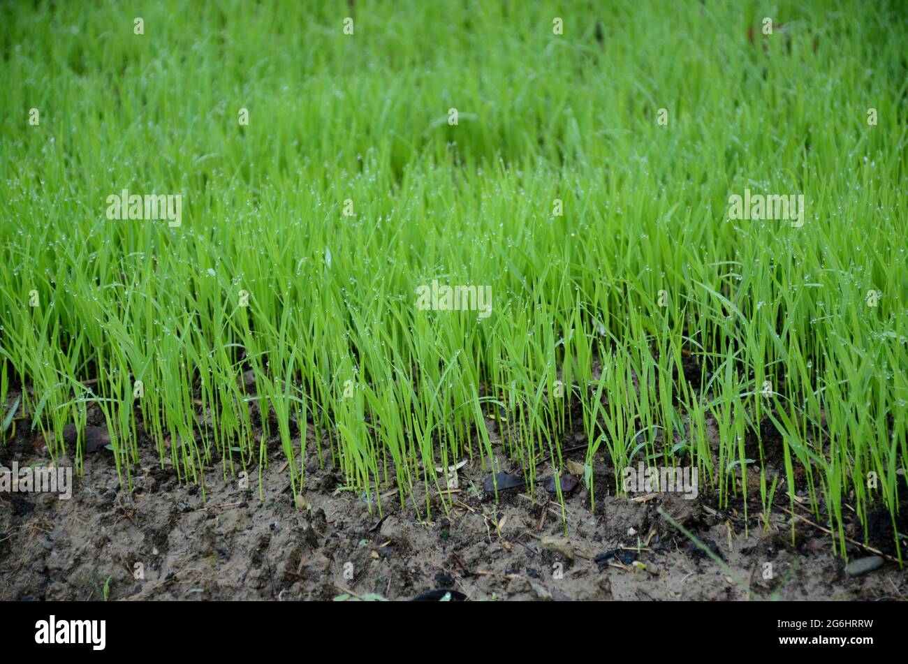 closeup the green ripe paddy plant soil heap and growing in the farm ...
