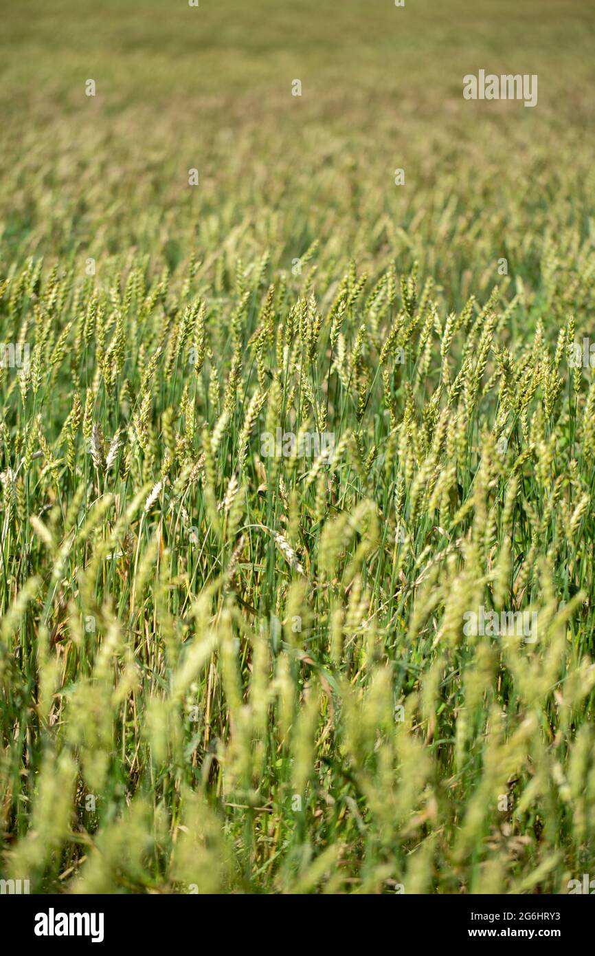 Crop of seeds hi-res stock photography and images - Alamy