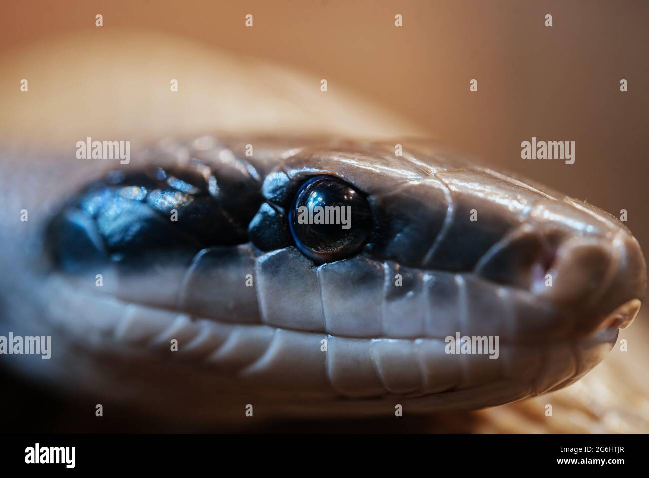 Snake eye close-up, macro photo of python snake at the zoo terrarium ...