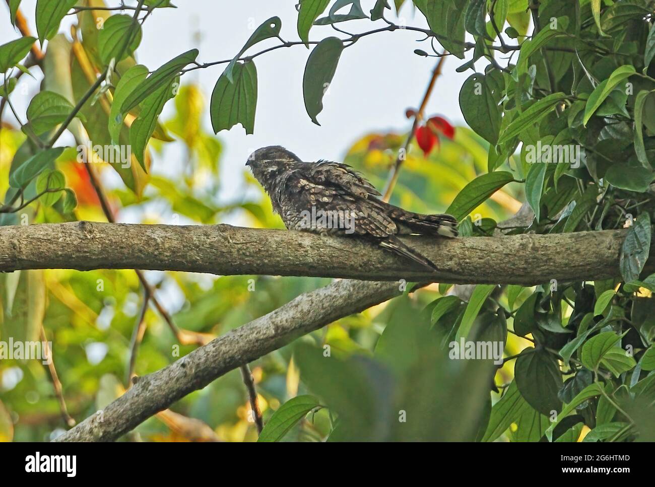 Grey Nightjar (Camprimulgus jotaka) adult waking at roost on branch ...